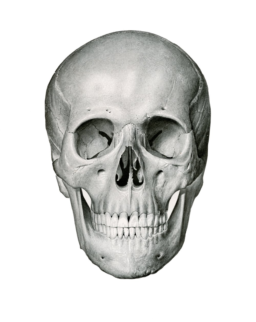 Real Human Skull Front View Black And White