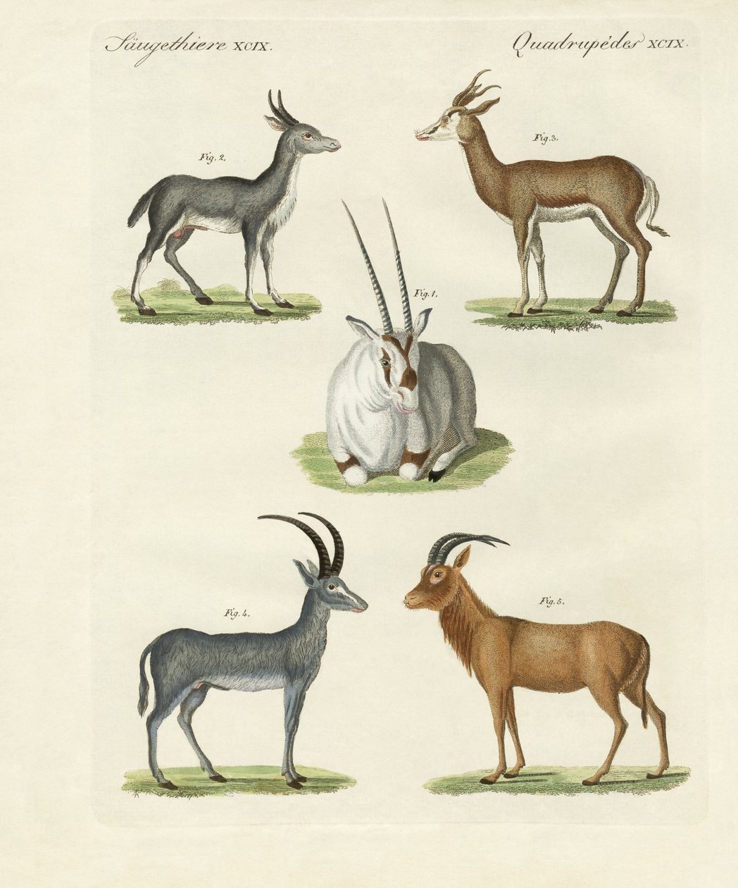 Types Of Antelope