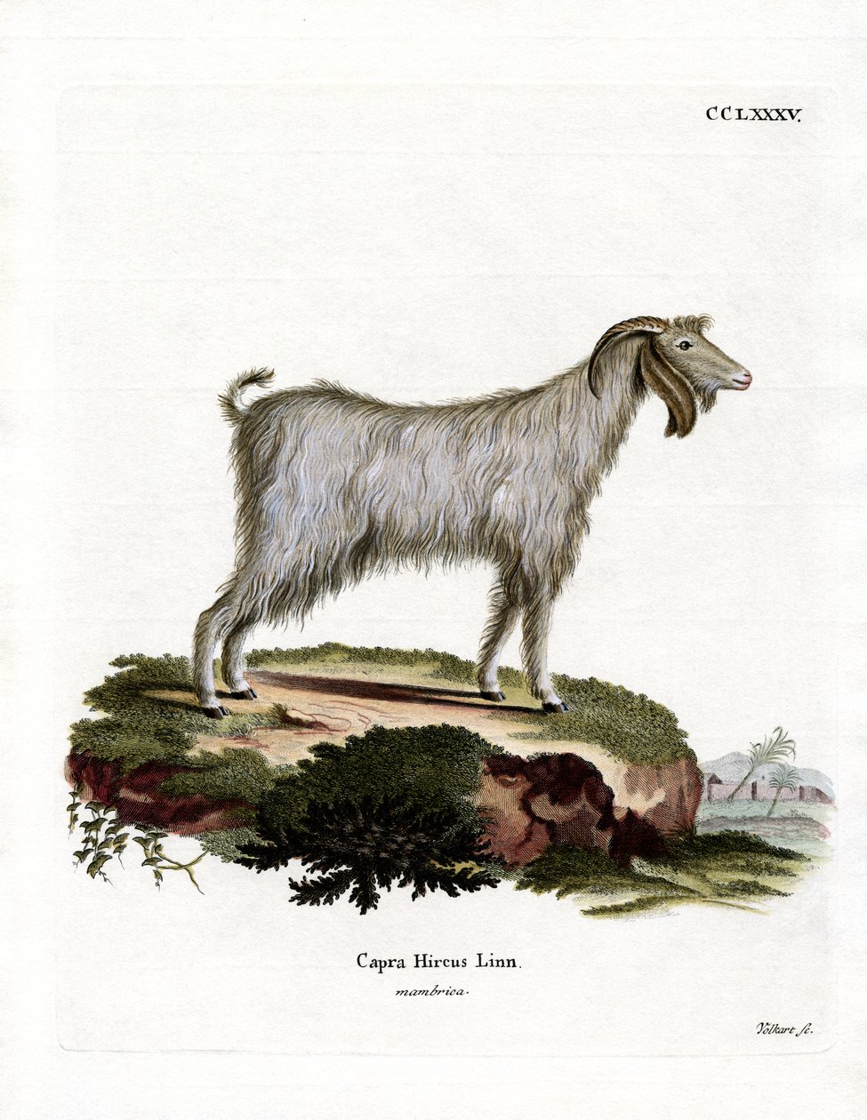 Mamber Goat by German School: Buy fine art print