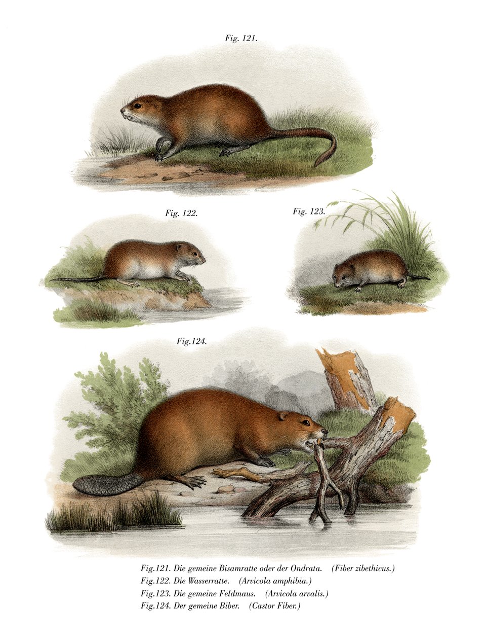 How To Draw A Muskrat