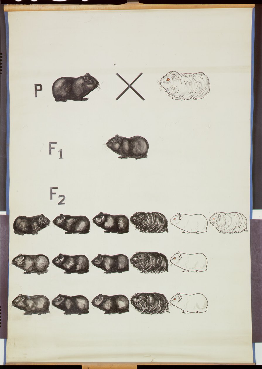 Poster demonstrating Mendel's Law in Guinea Pigs