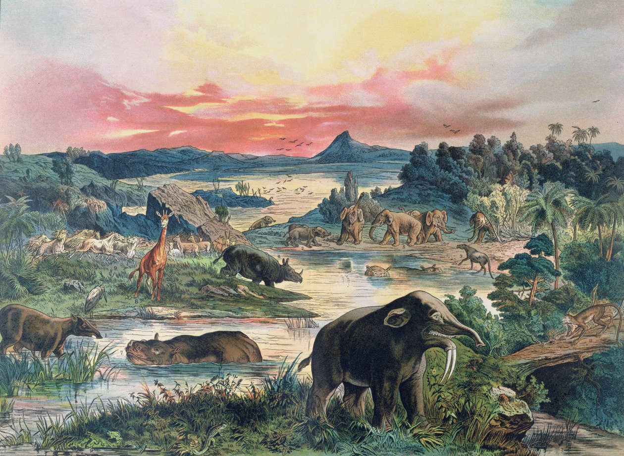 Tertiary Animals
