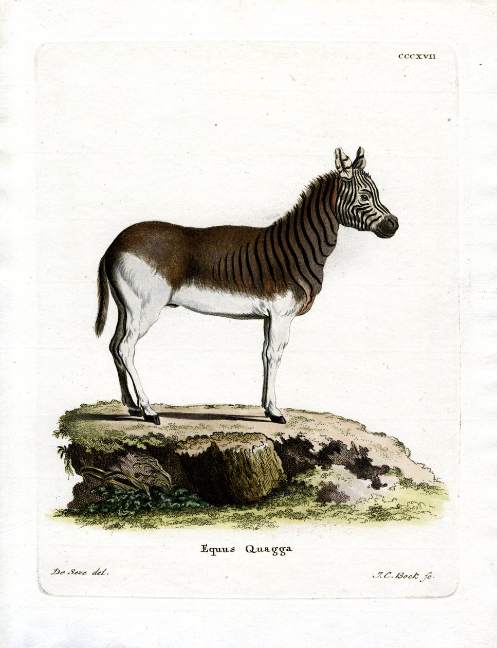 Quagga by German School: Highest-quality art reproduction