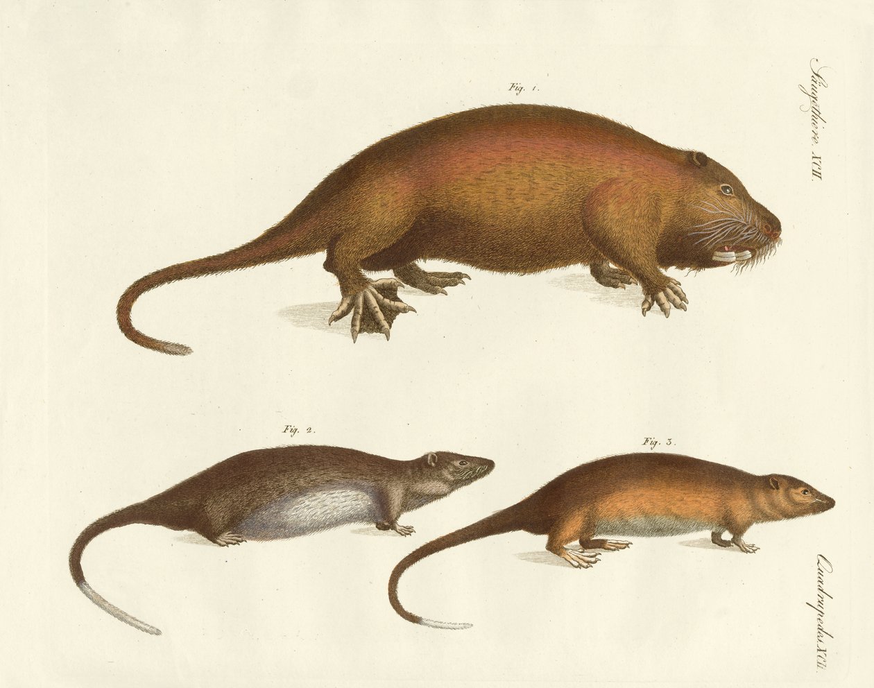 Strange mammals (coloured engraving) by German School