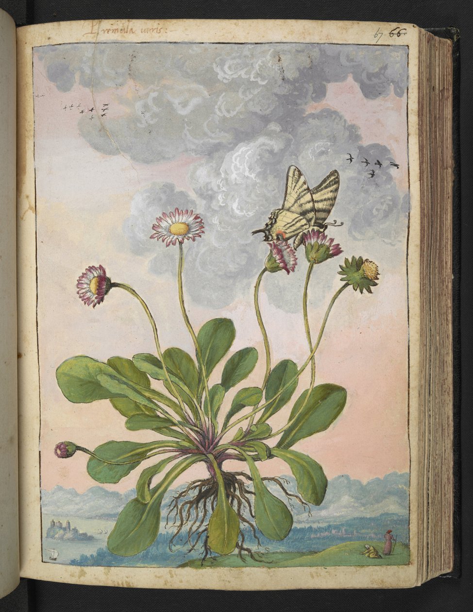 Bellis perennis, from Paintings of Flora of the Roman States by ...