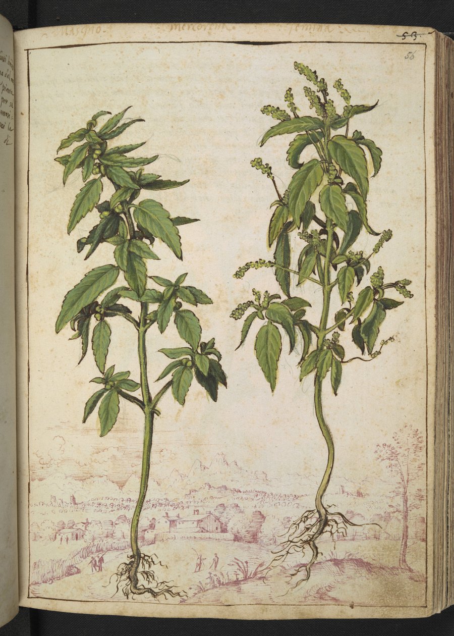 Mercurialis annua, from Paintings of Flora of the Roman States by ...