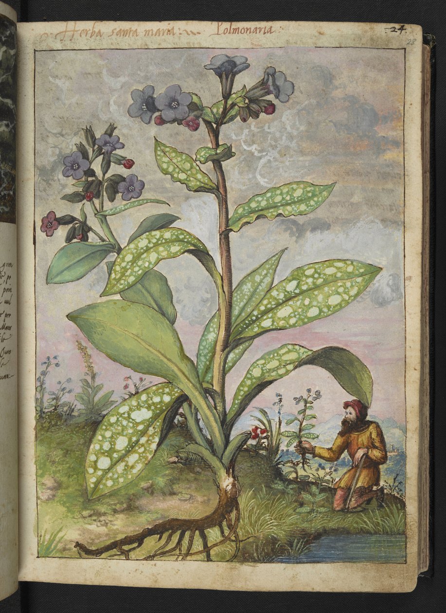 Pulmonaria officinalis, from Paintings of Flora of the Roman States by ...