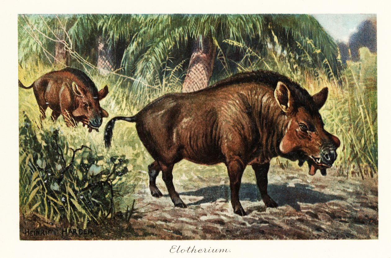 Entelodon, Extinct Genus of Entelodont Artiodactyl (Print)