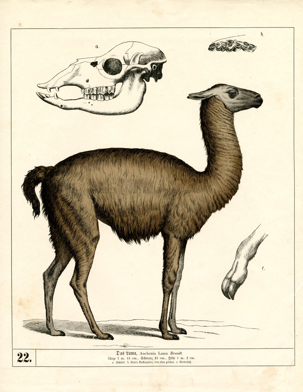 Llama with Skull and Anatomical Details