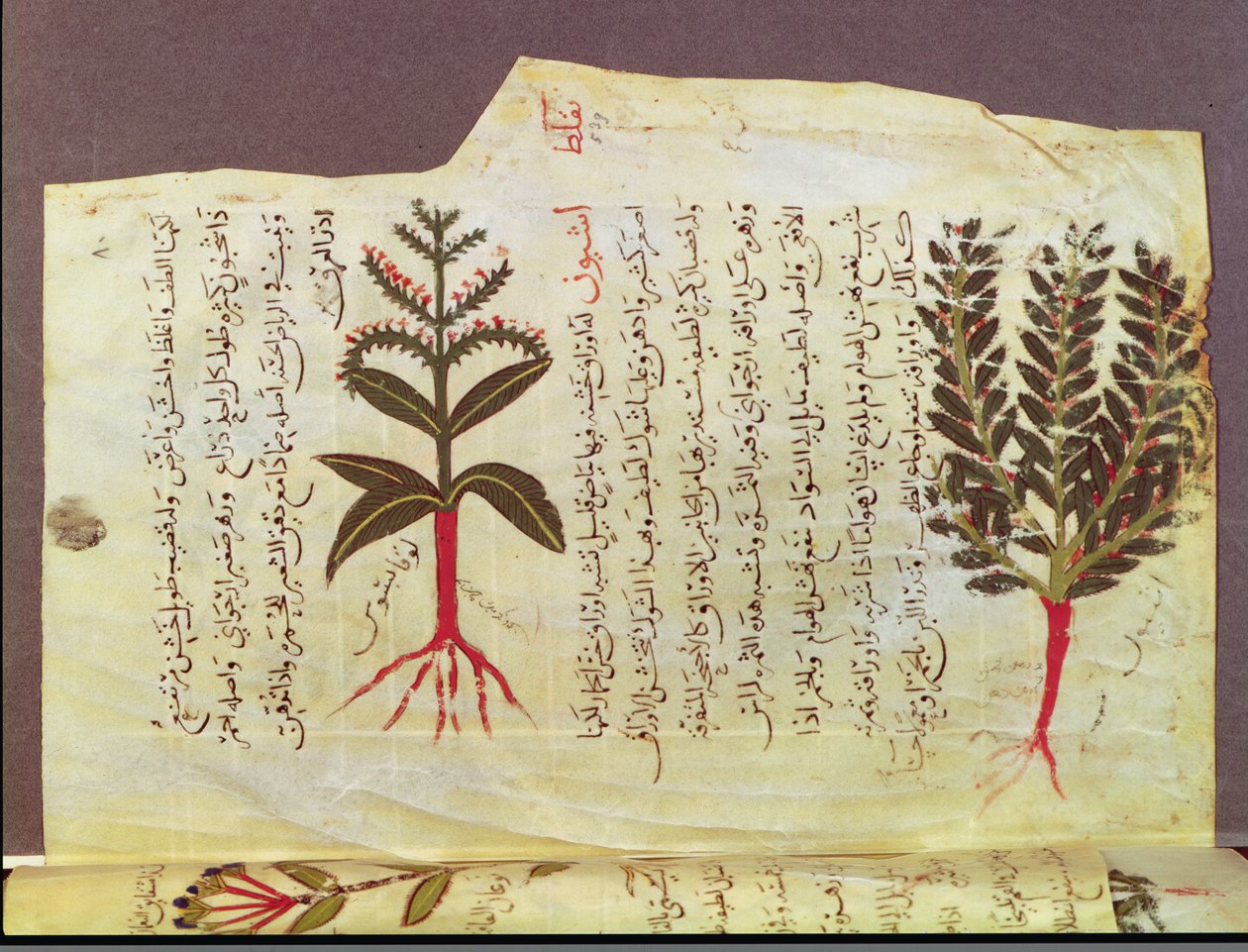 Plants from a treatise by Dioscorides, 13th century