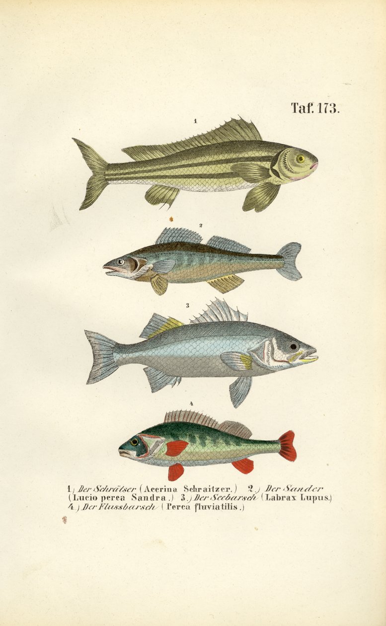 Native Freshwater Fish by J. W. Tenhaeff: Fine art print