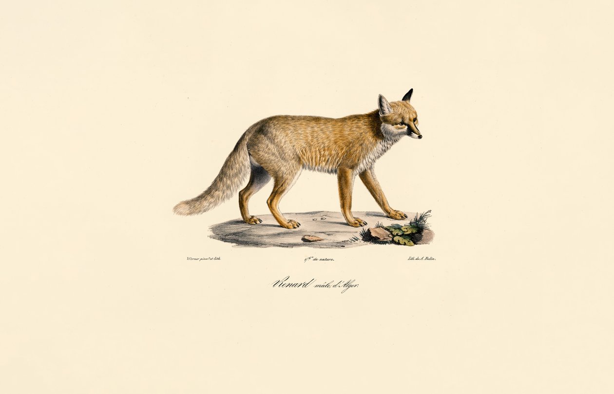 Algerian Red Fox by Jacques Christophe Werner