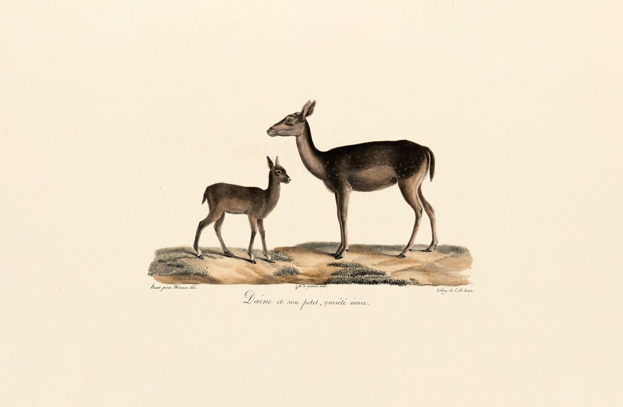 Black Fallow Doe with Fawn by Jacques Christophe Werner
