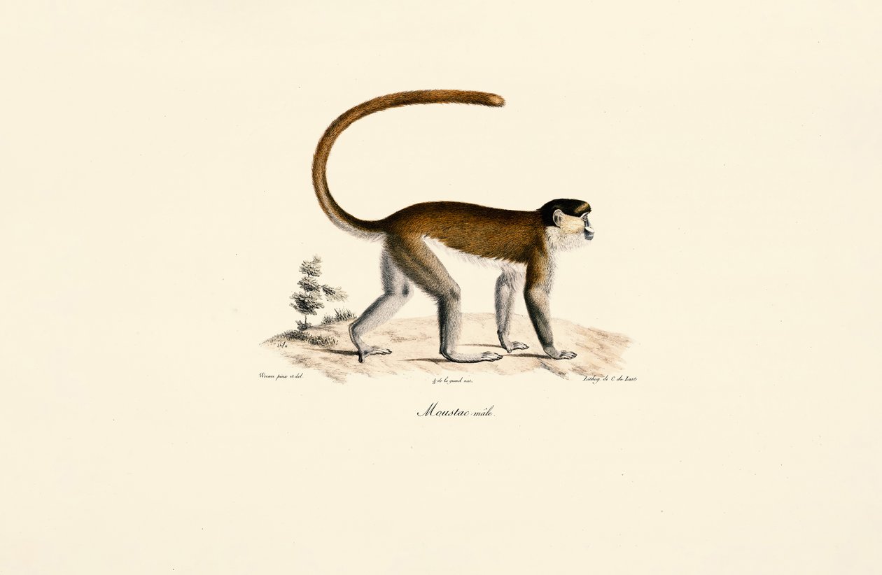 Blue Monkey by Jacques Christophe Werner: Fine art print
