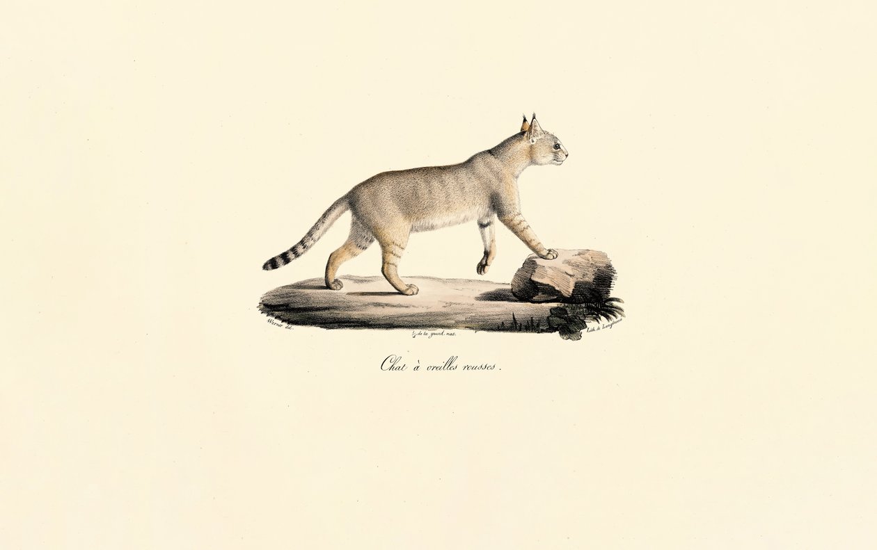 Caracal by Jacques Christophe Werner: Buy fine art print