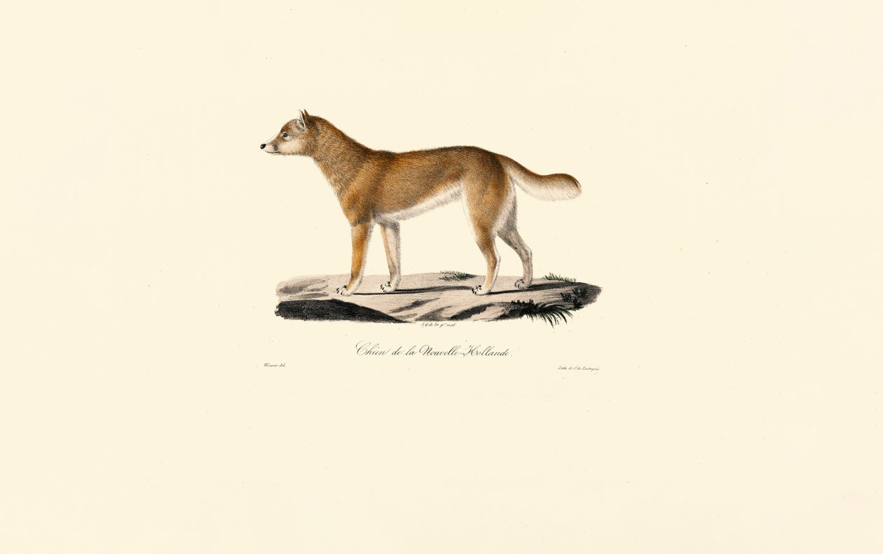 Dingo by Jacques Christophe Werner: Premium art reproduction