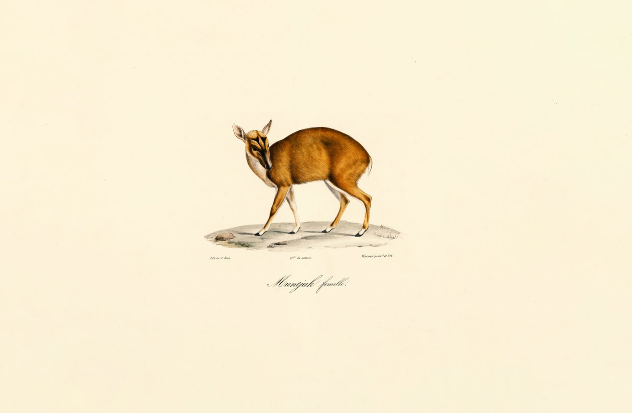 Female Muntjac by Jacques Christophe Werner