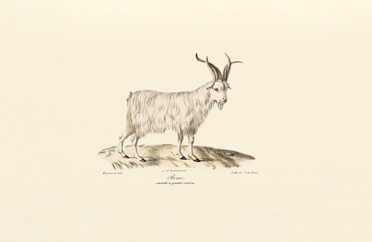Four-Horned Domestic Goat by Jacques Christophe Werner