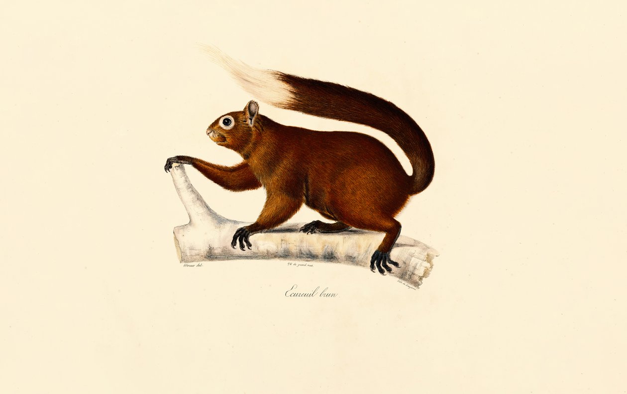 Fox Squirrel by Jacques Christophe Werner: Fine art print