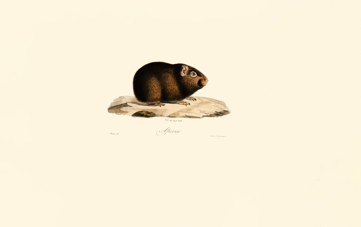 Guinea Pig by Jacques Christophe Werner: Fine art print