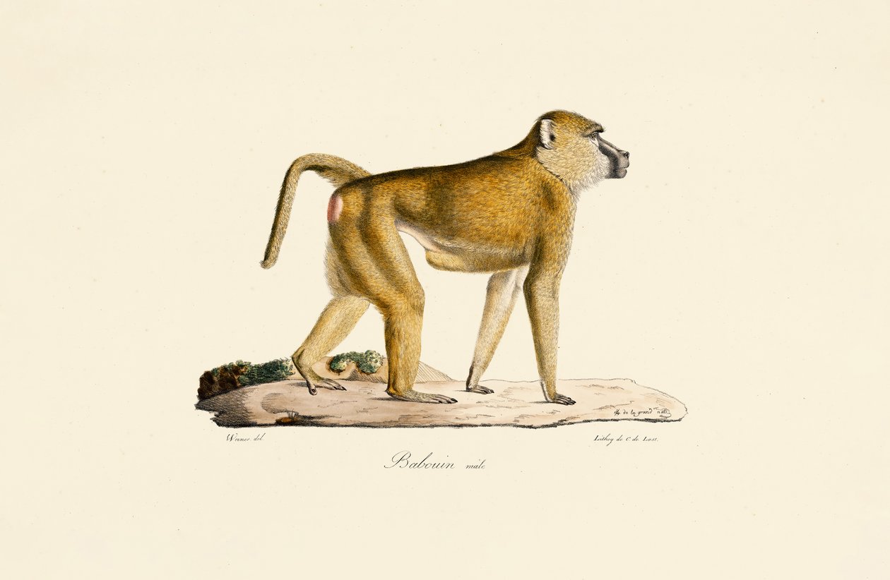 Olive Baboon (Male) by Jacques Christophe Werner