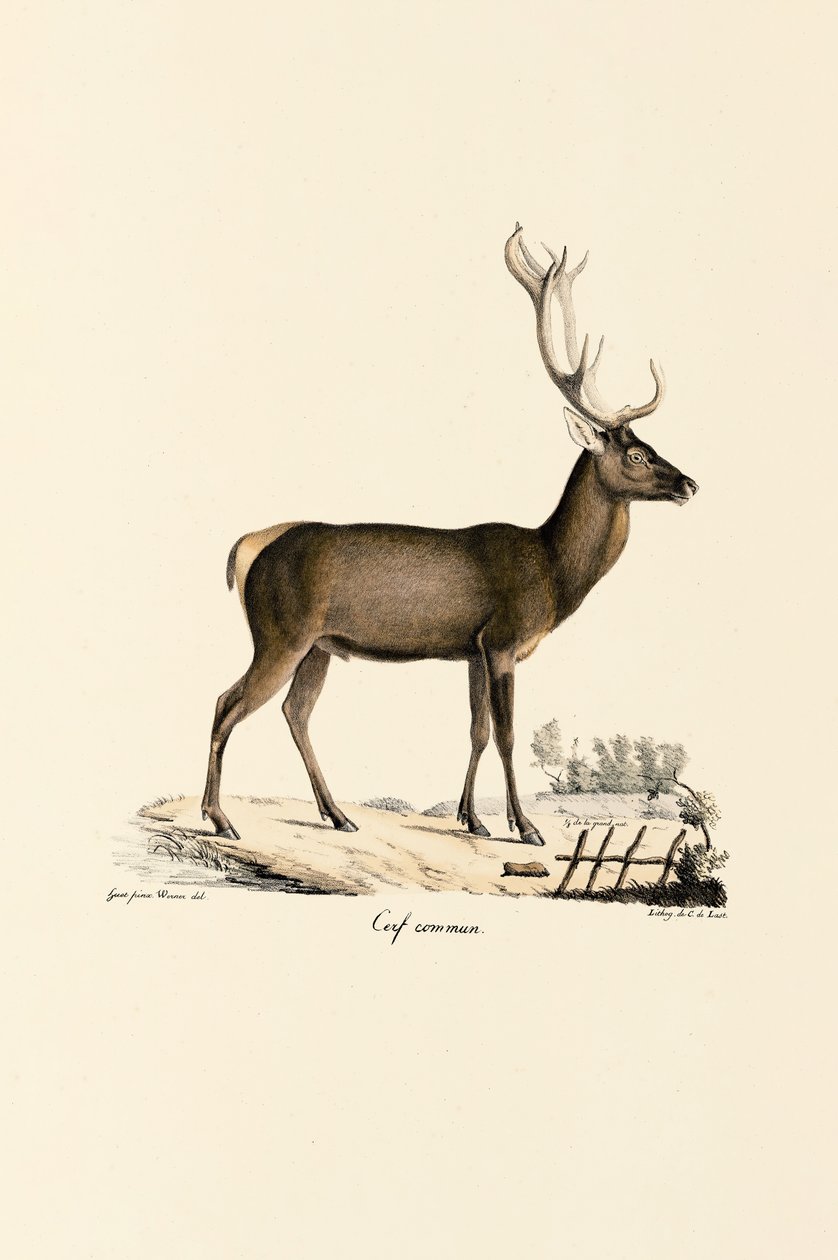 Red Deer by Jacques Christophe Werner: Buy fine art print