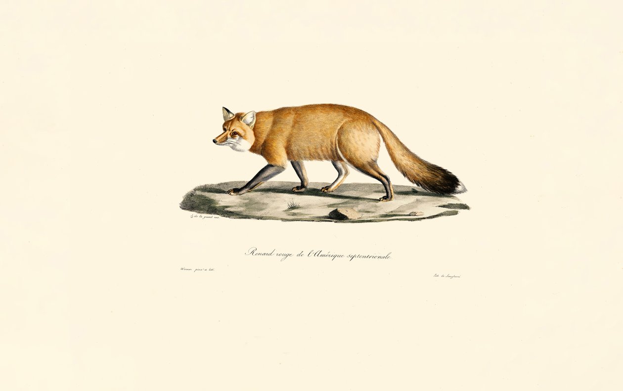 Red Fox by Jacques Christophe Werner: Buy fine art print