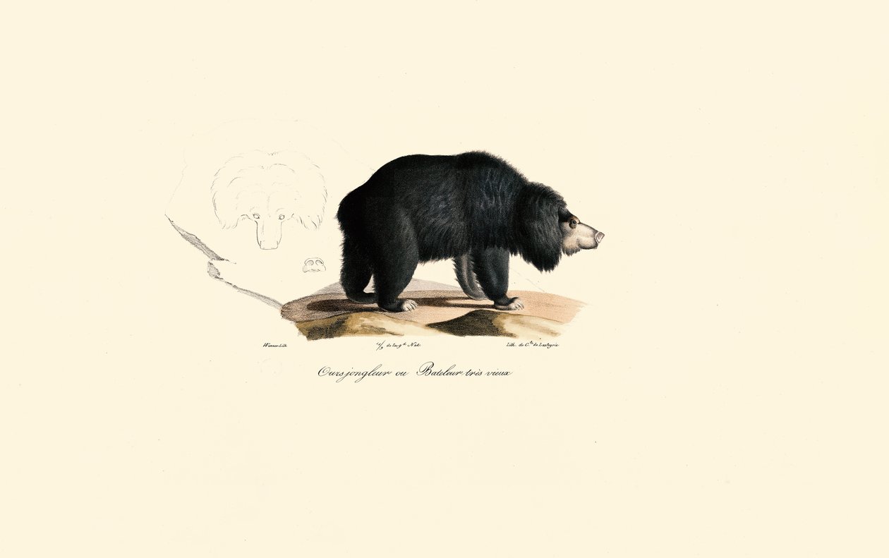 Sloth Bear by Jacques Christophe Werner: Fine art print