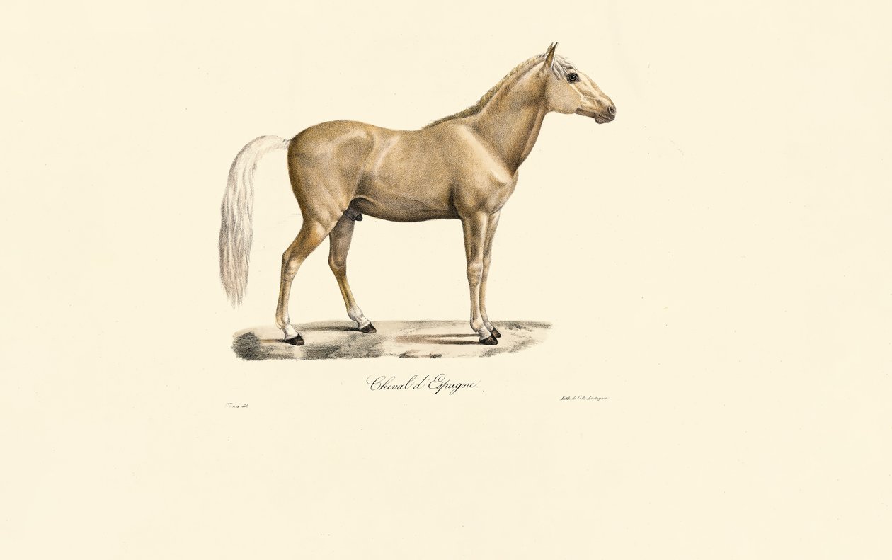 Spanish Horse by Jacques Christophe Werner: Fine art print