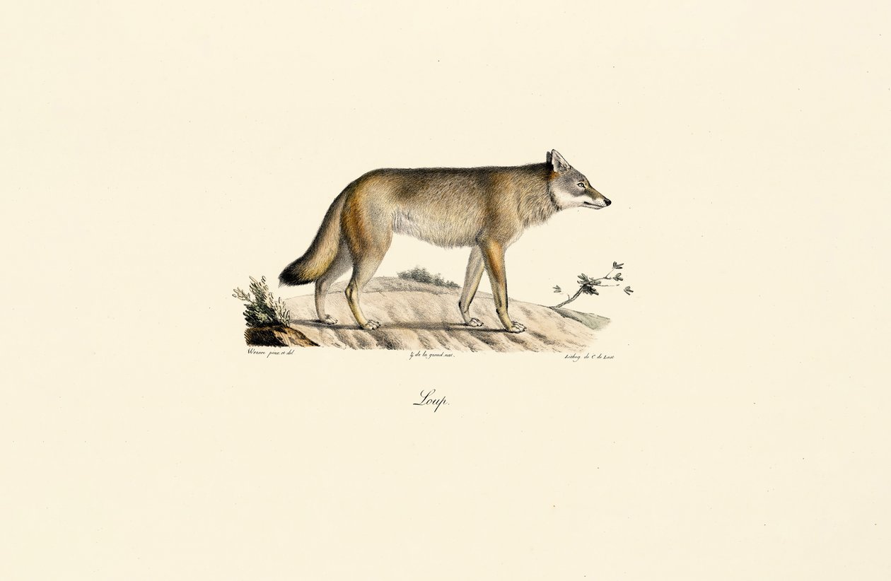Wolf by Jacques Christophe Werner: Buy fine art print