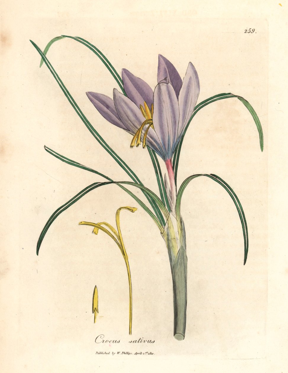 Saffron Plant Drawing