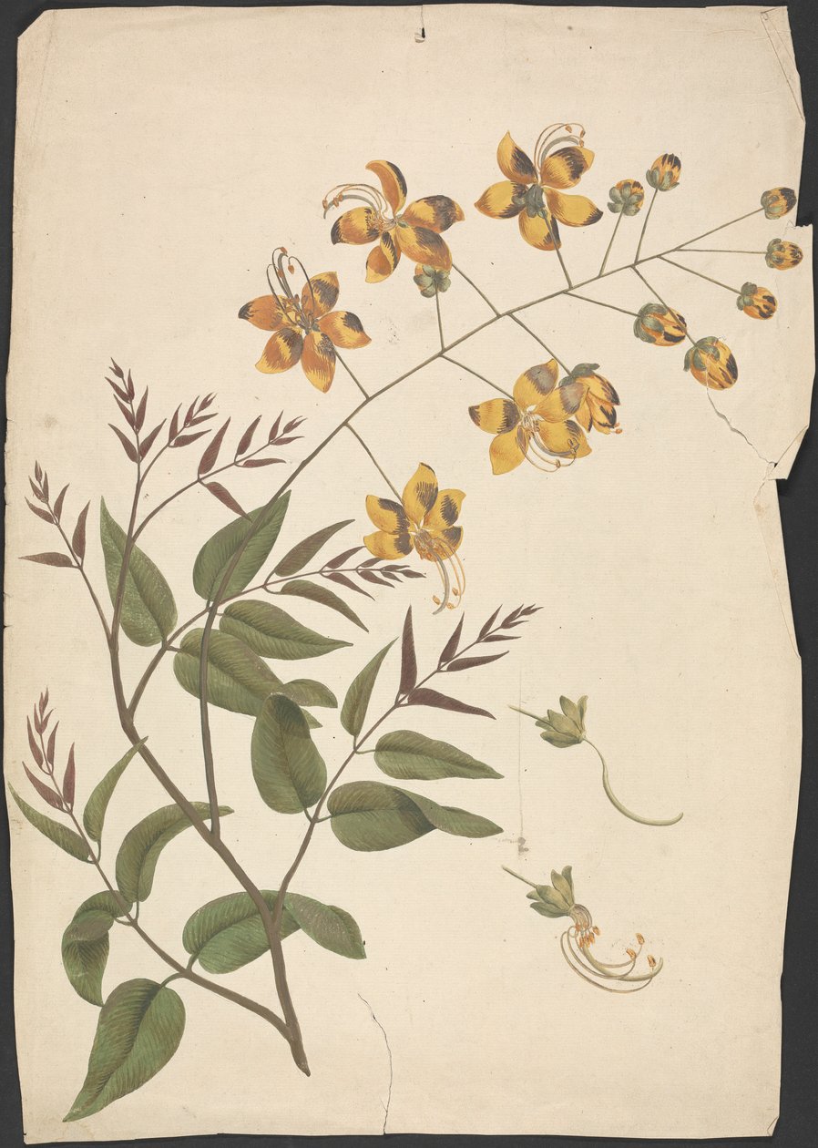 Cassia Fistula (Purging Cassia): Finished Drawing of Leafy Shoot with ...