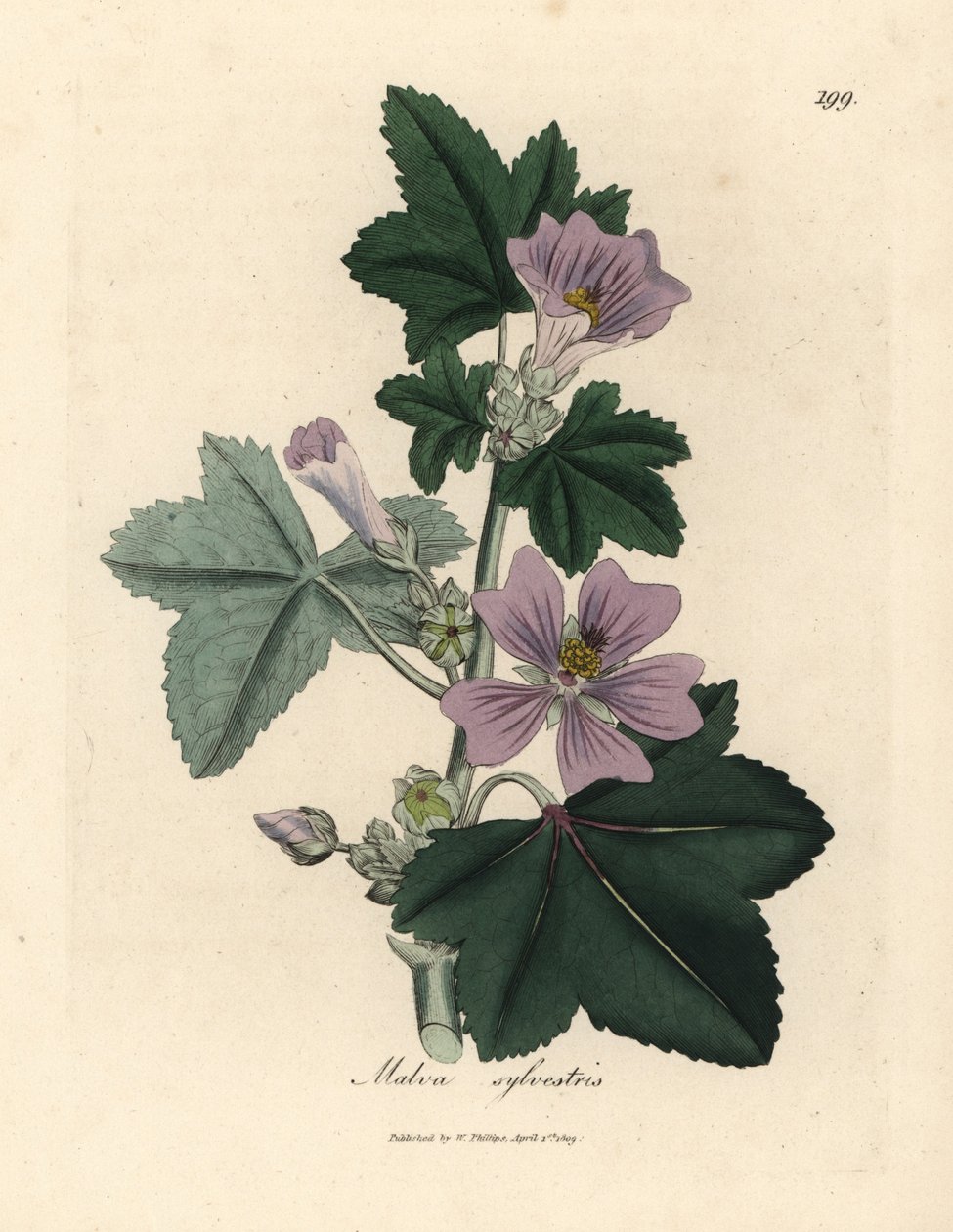 Malva Sylvestris Plant