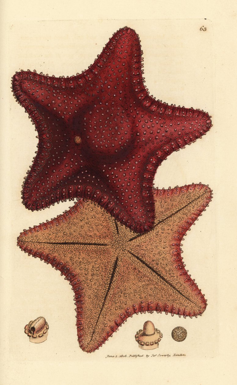 Starfish Scientific Illustration Page 3 | Starfish Scientific Drawing