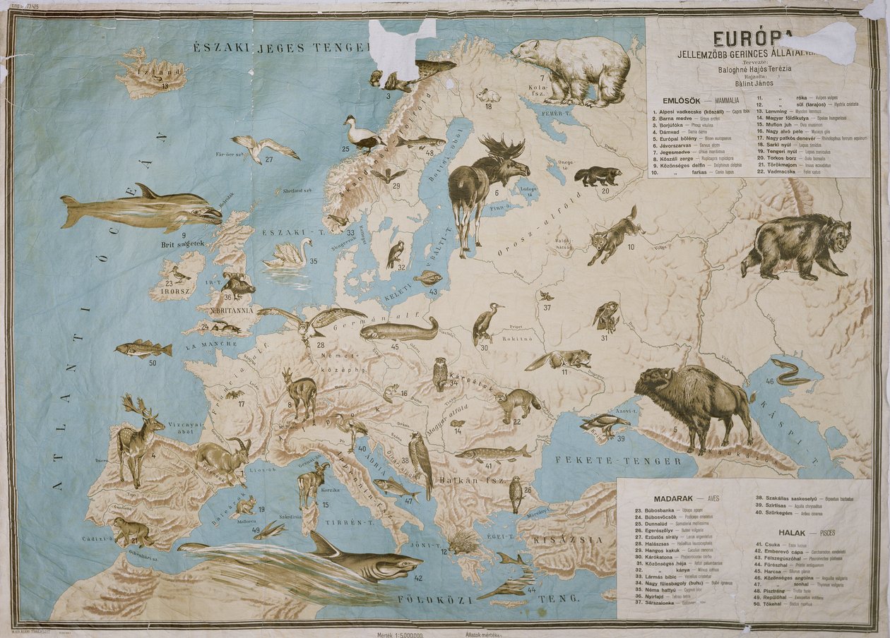 Map of Animals in Europe by Janos Balint: Fine art print