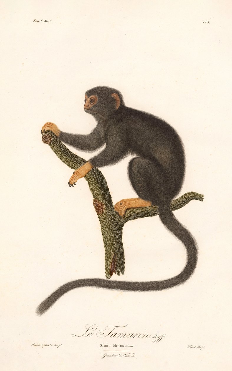 Golden-handed Tamarin by Jean Baptiste Audebert