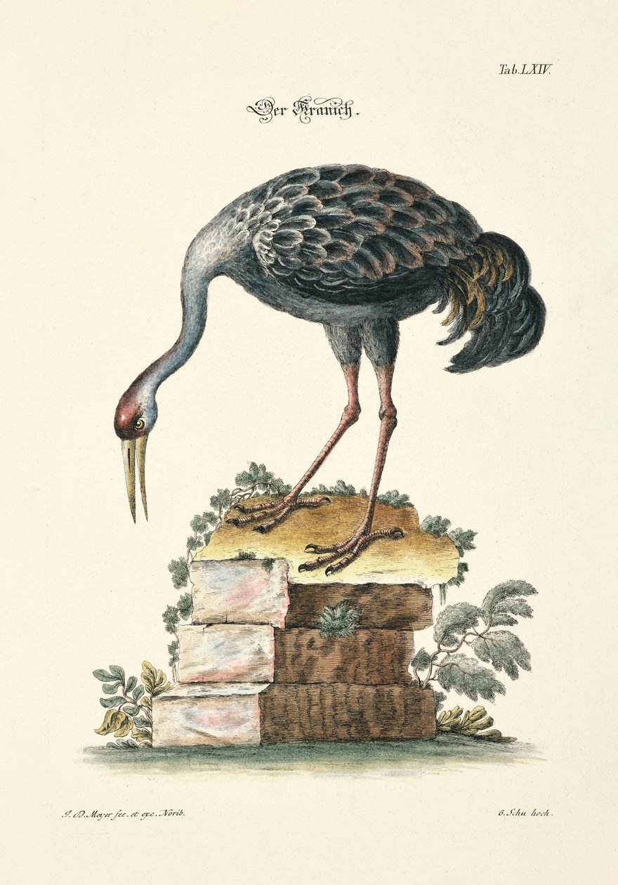 The Crane by Johann Daniel Meyer: Buy fine art print