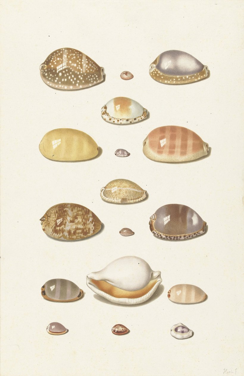 Cowry Shells by Johann Gustav Hoch: Buy fine art print