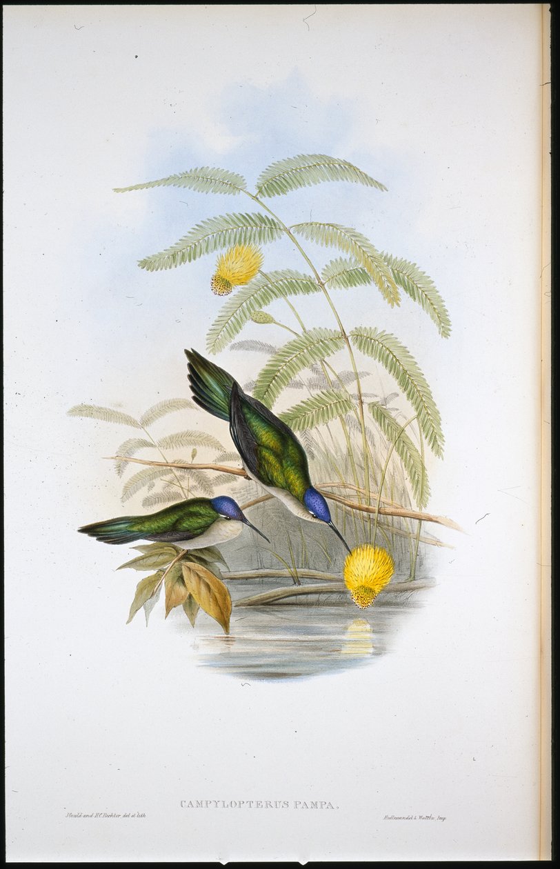 Wedge-tailed Sabre-wing (Campylopterus Pampa)