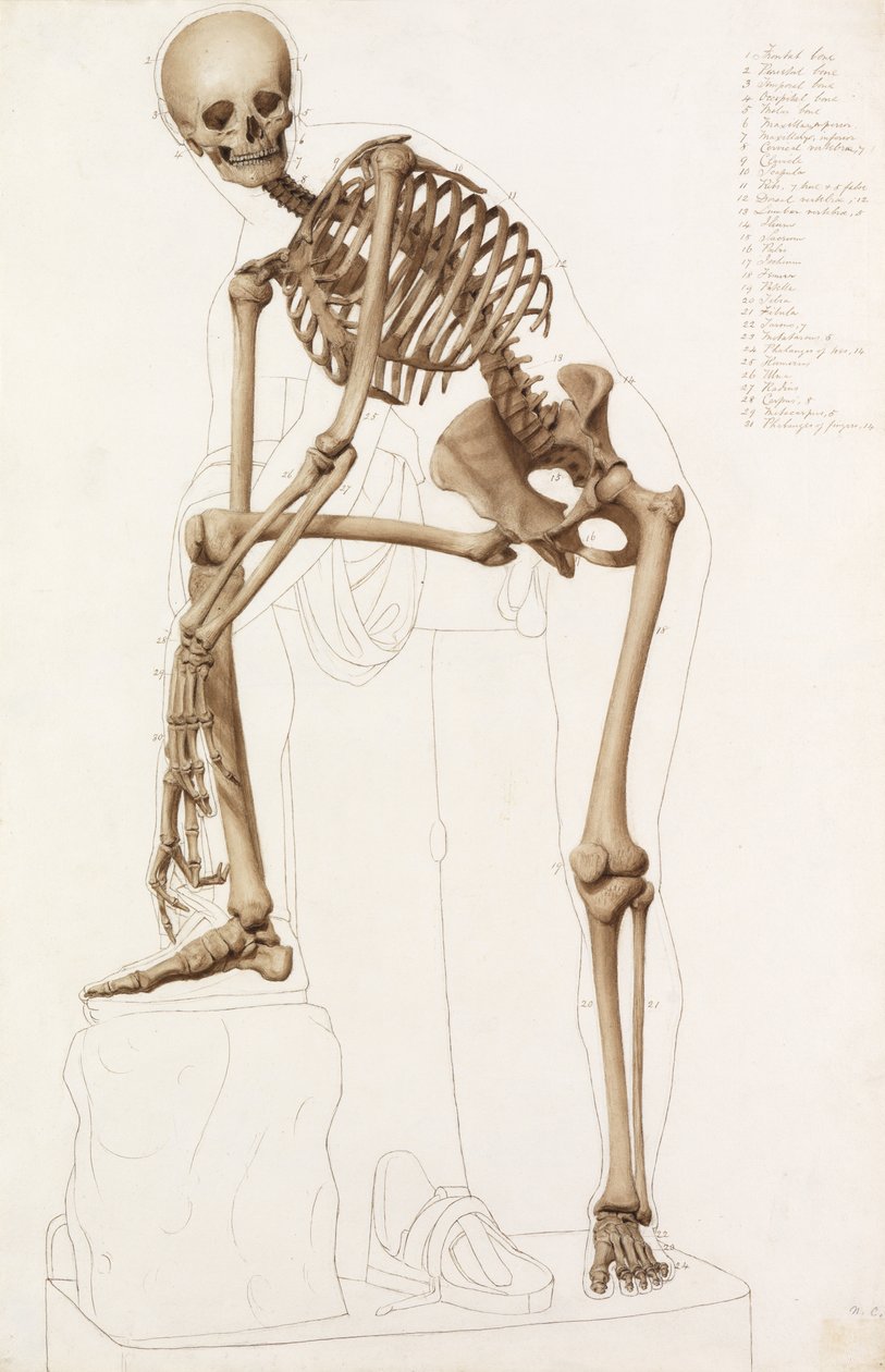 Anatomical Study: the Human Skeleton, in the Pose of Praxiteles' Hermes Fastening his Sandal