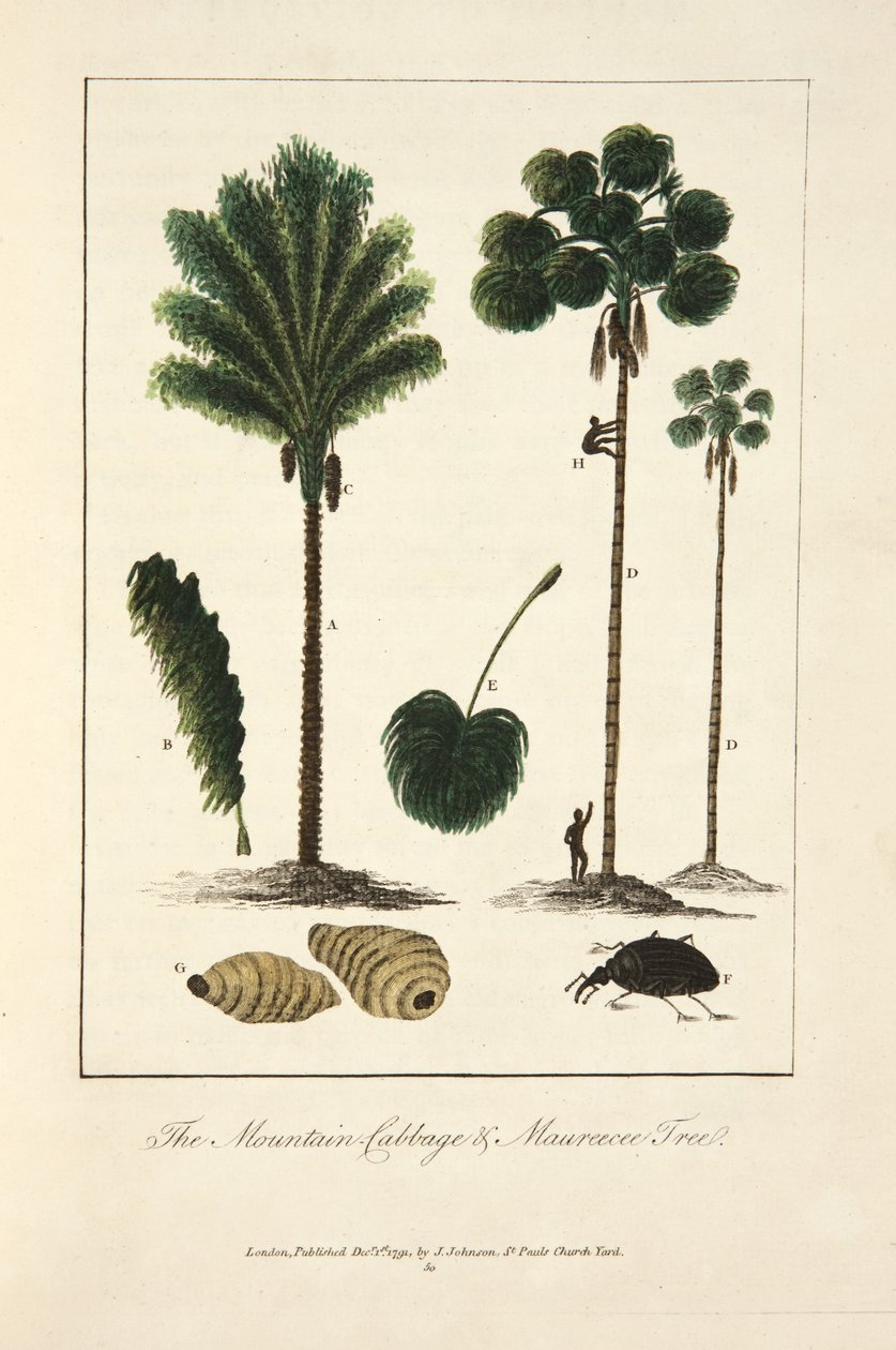 The Mountain Cabbage & Maureecee Tree