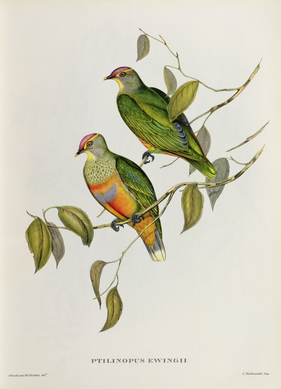 Ptilinopus Ewingii by John Gould: Premium art reproduction