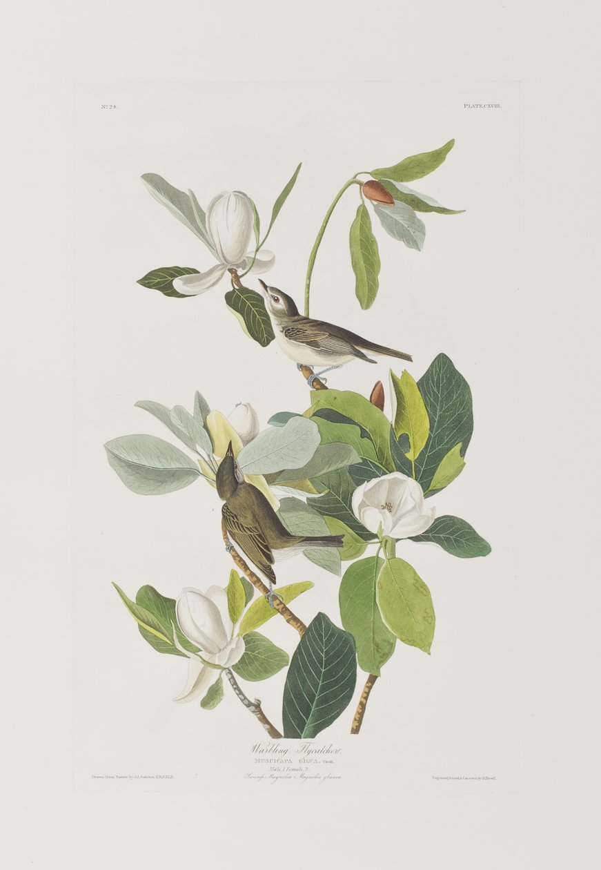 Illustration from 'Birds of America' by John James Audubon