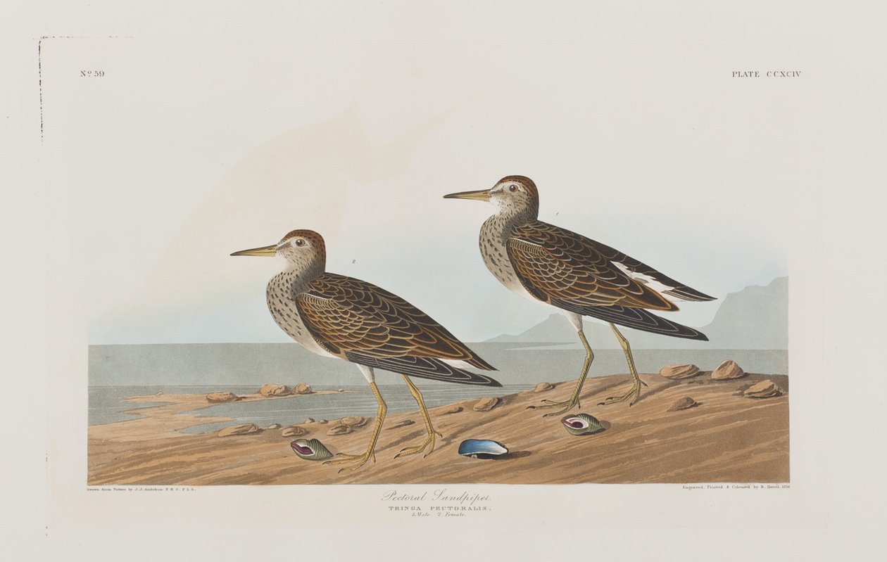 Illustration from 'Birds of America' by John James Audubon