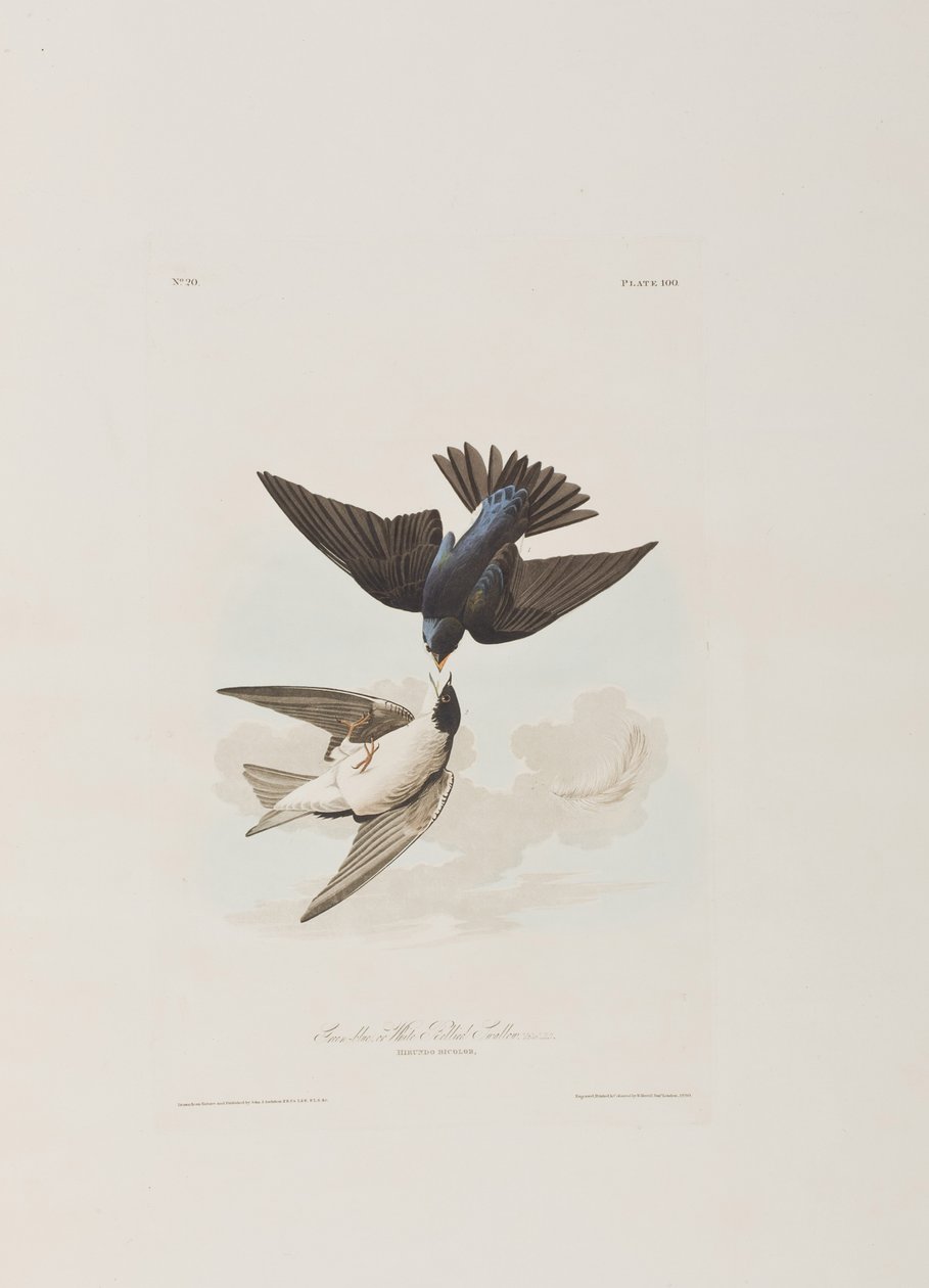 Illustration from 'Birds of America' by John James Audubon