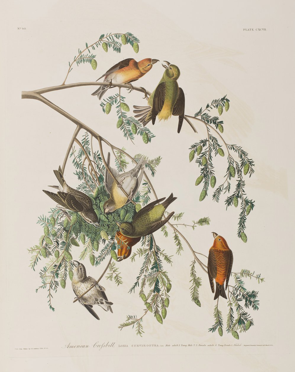 Illustration from 'Birds of America' by John James Audubon
