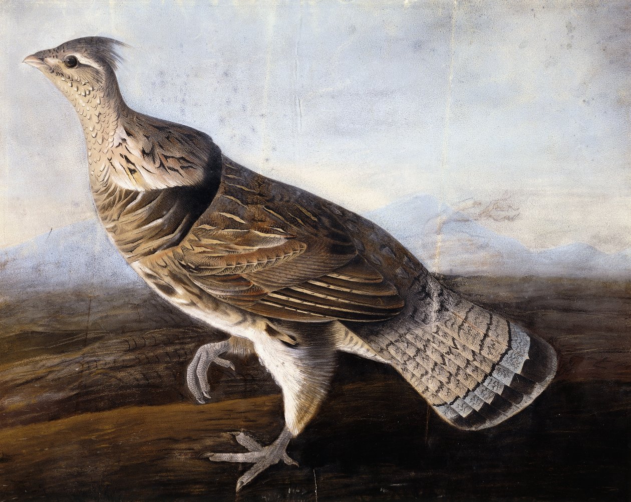 Ruffed Grouse Drawing