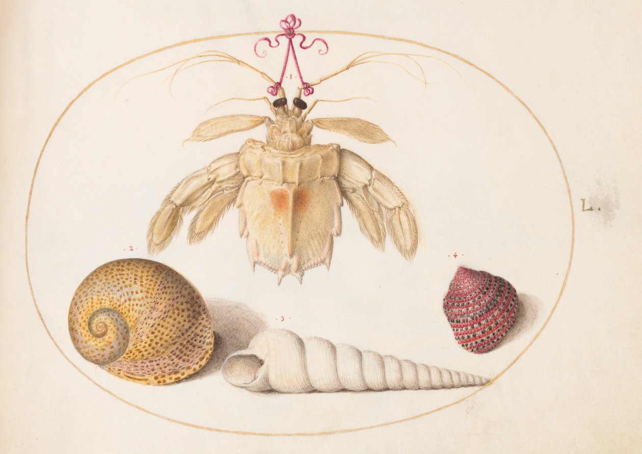 Plate 50: A Dead Hermit Crab with Tower Snail Shells