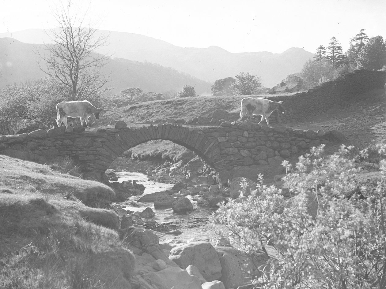 Cows walking over a stone bridge with stream beneath