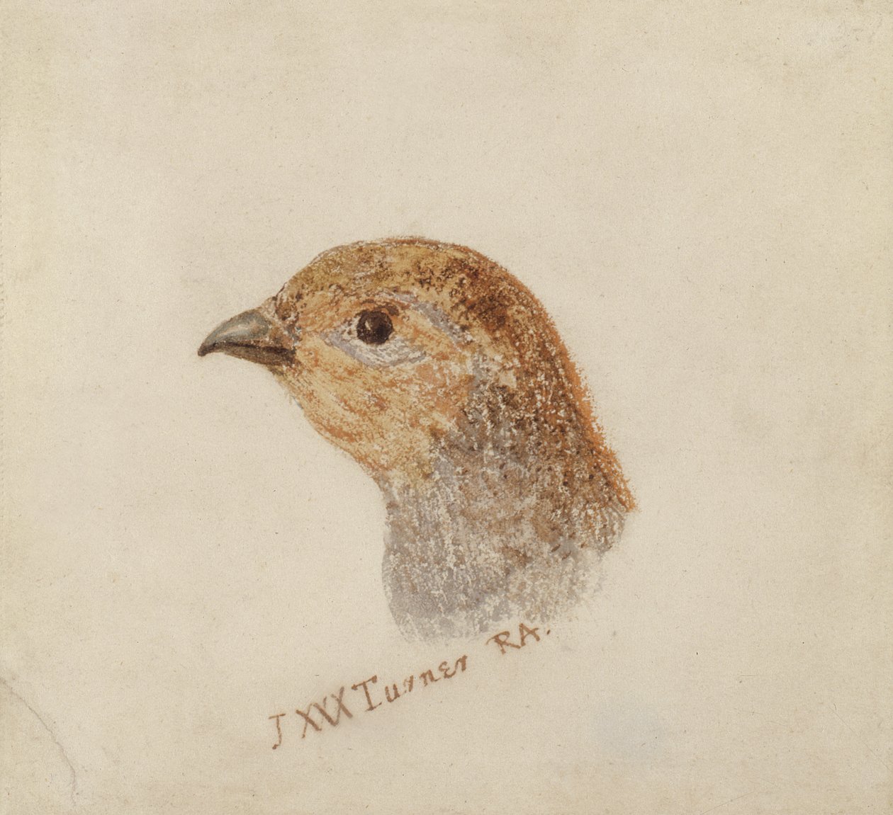 Partridge, from The Farnley Book of Birds